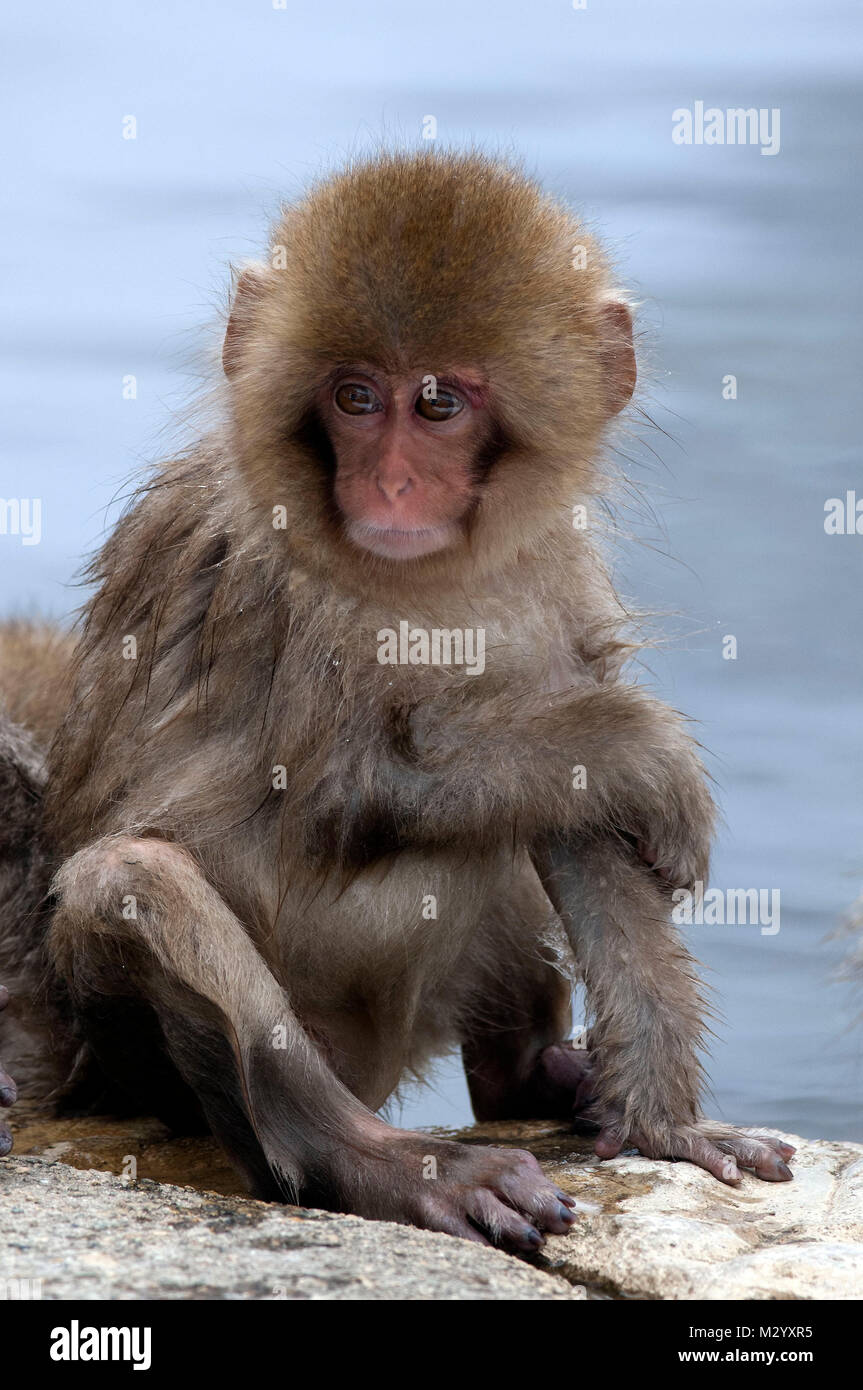 Japanese macaque or snow japanese monkey, young (Macaca fuscata),Japan ...