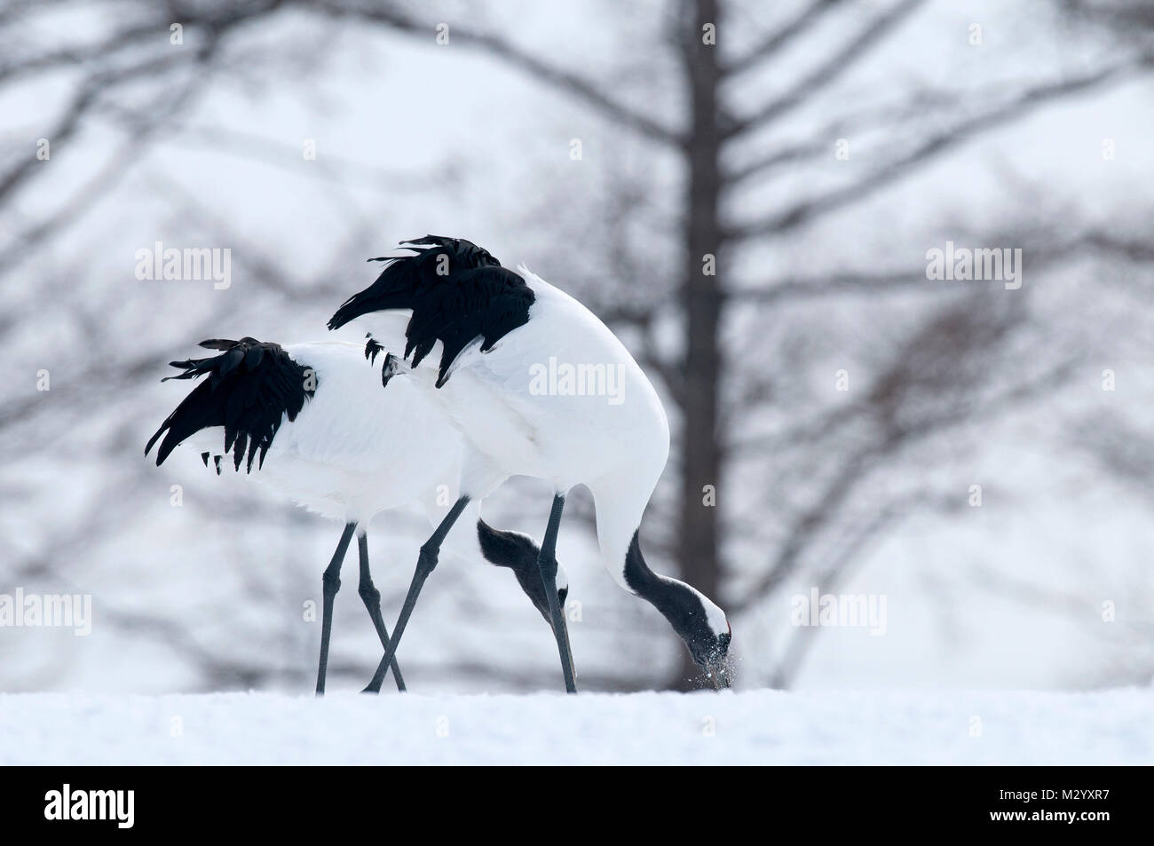 Japanese crane hi-res stock photography and images - Alamy