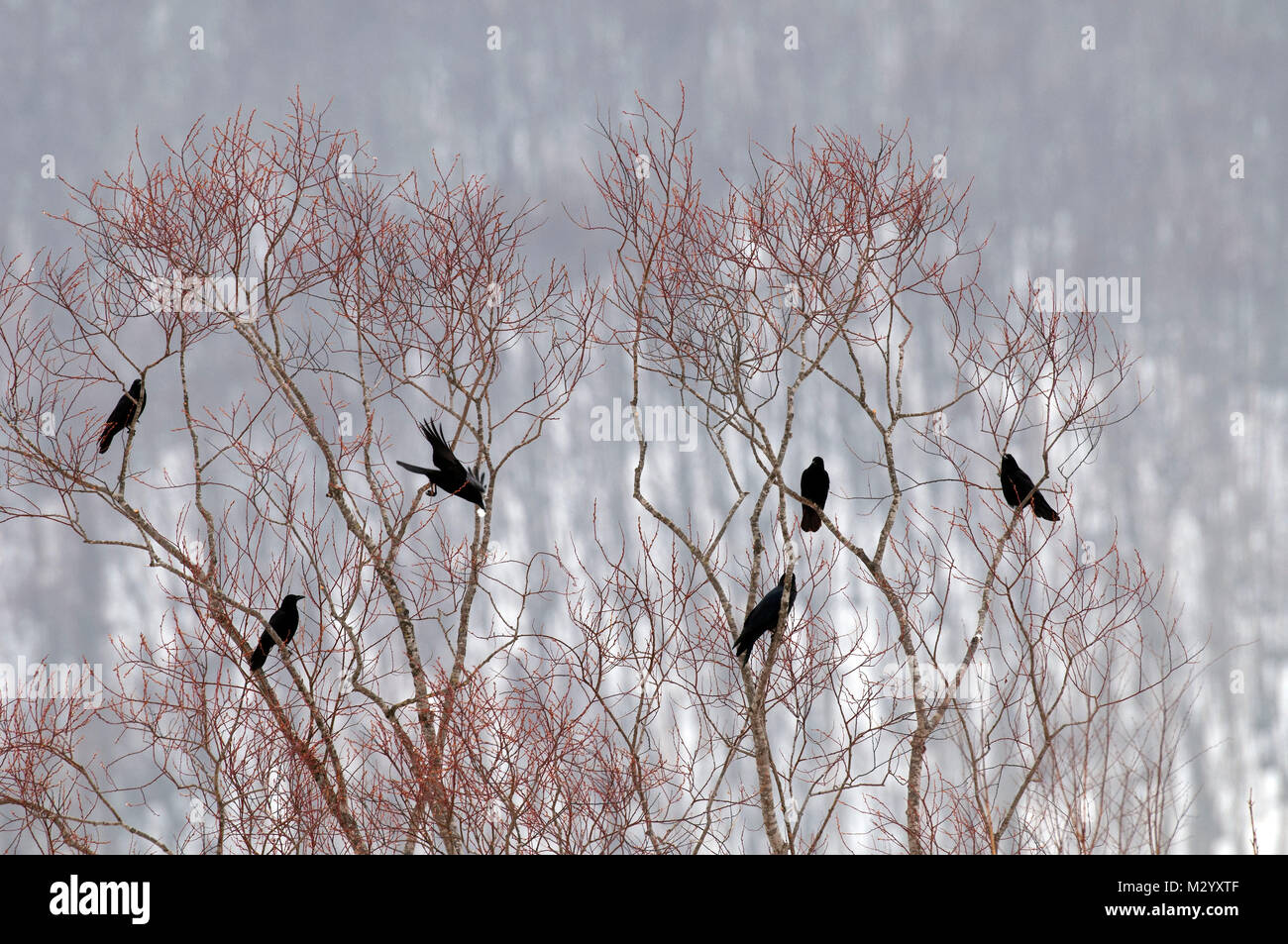 Carrion crown (Corvus corone), group, Japan Stock Photo - Alamy