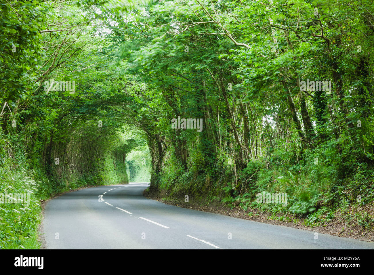 Country road tree lined hi-res stock photography and images - Alamy