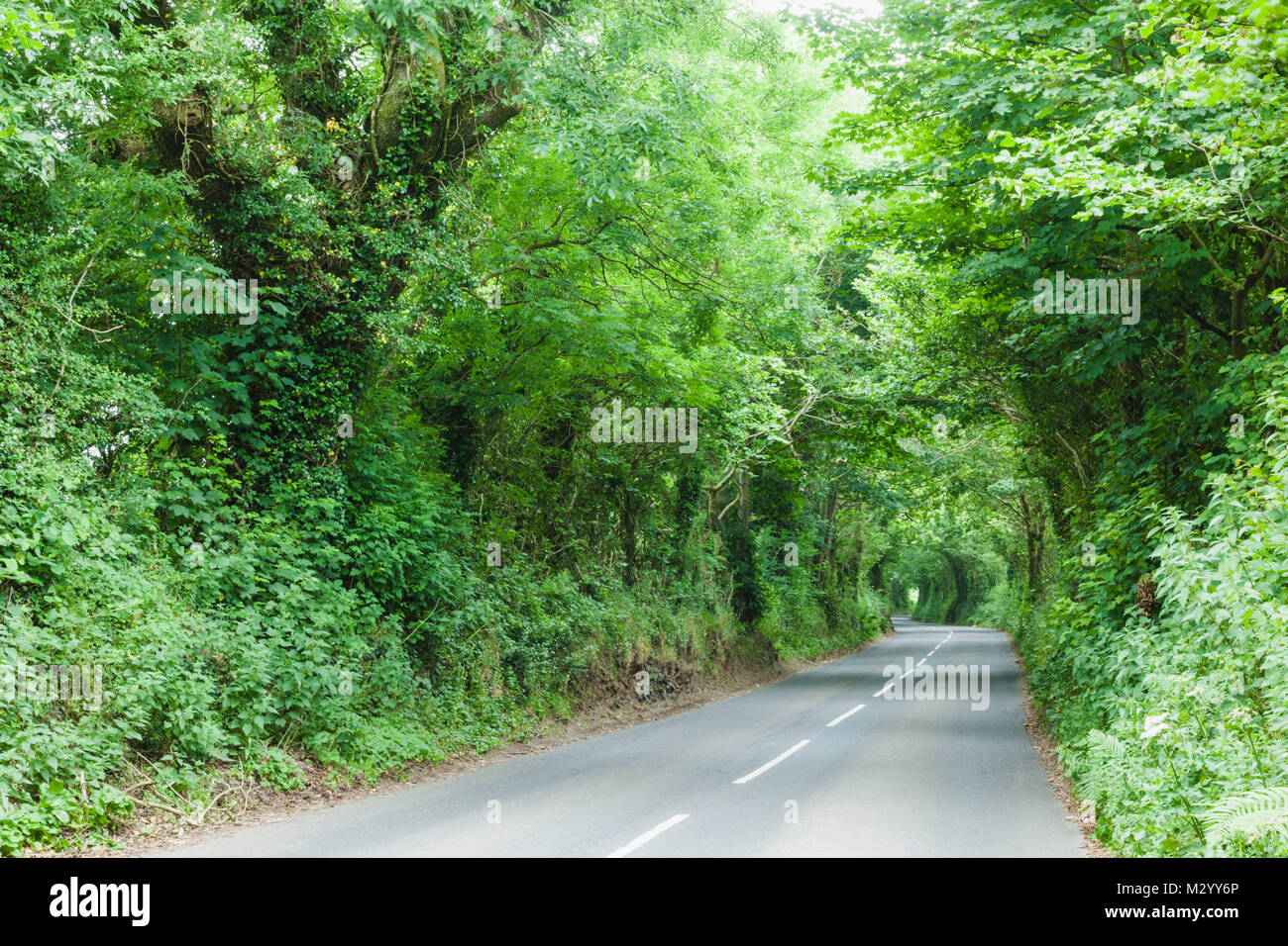 England, Devon, Tree Lined Country Road Stock Photo - Alamy