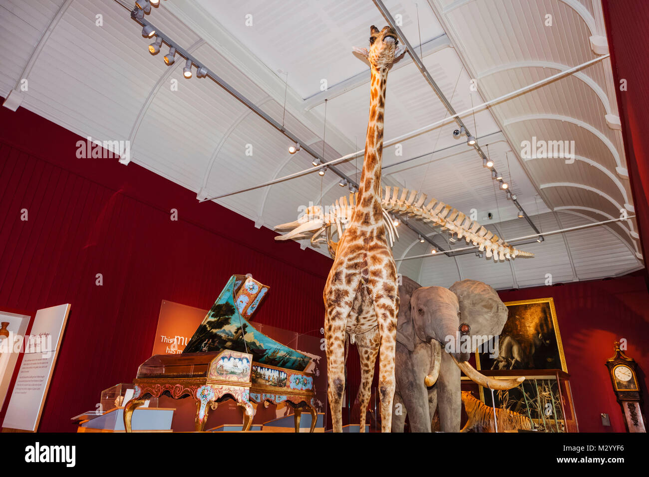Royal albert museum exeter hi-res stock photography and images - Alamy