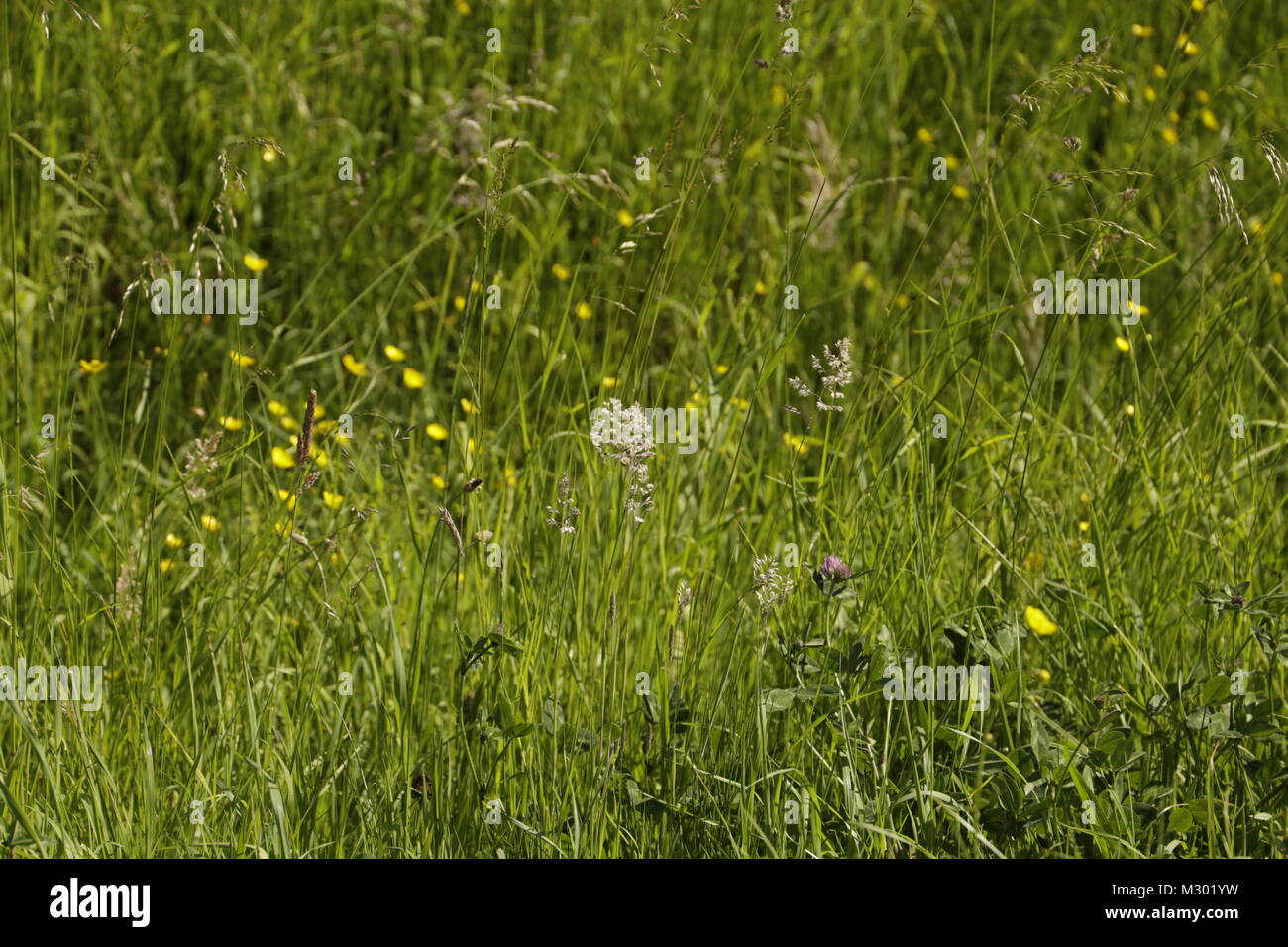 Wild flowers in the grass land Stock Photo - Alamy