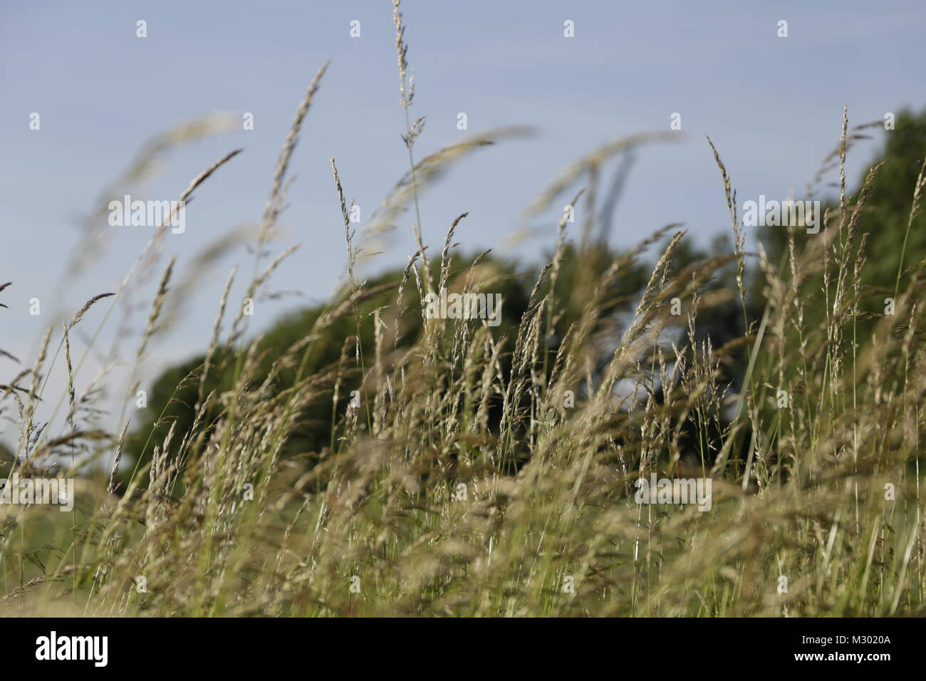 Waving blooming grass in the grass field Stock Photo - Alamy