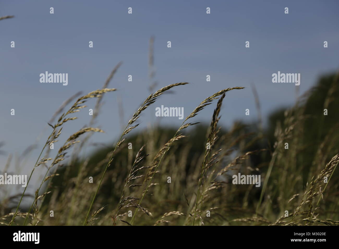 Waving blooming grass in the grass field Stock Photo - Alamy
