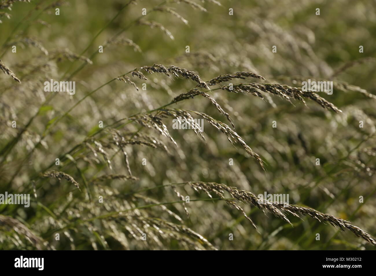 Waving blooming grass in the grass field Stock Photo - Alamy