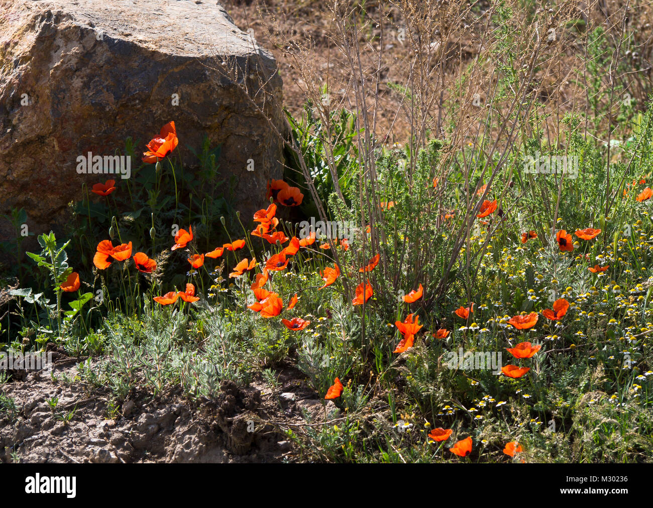 Poppy field and slopes in the Armenian countryside near the Turkish ...
