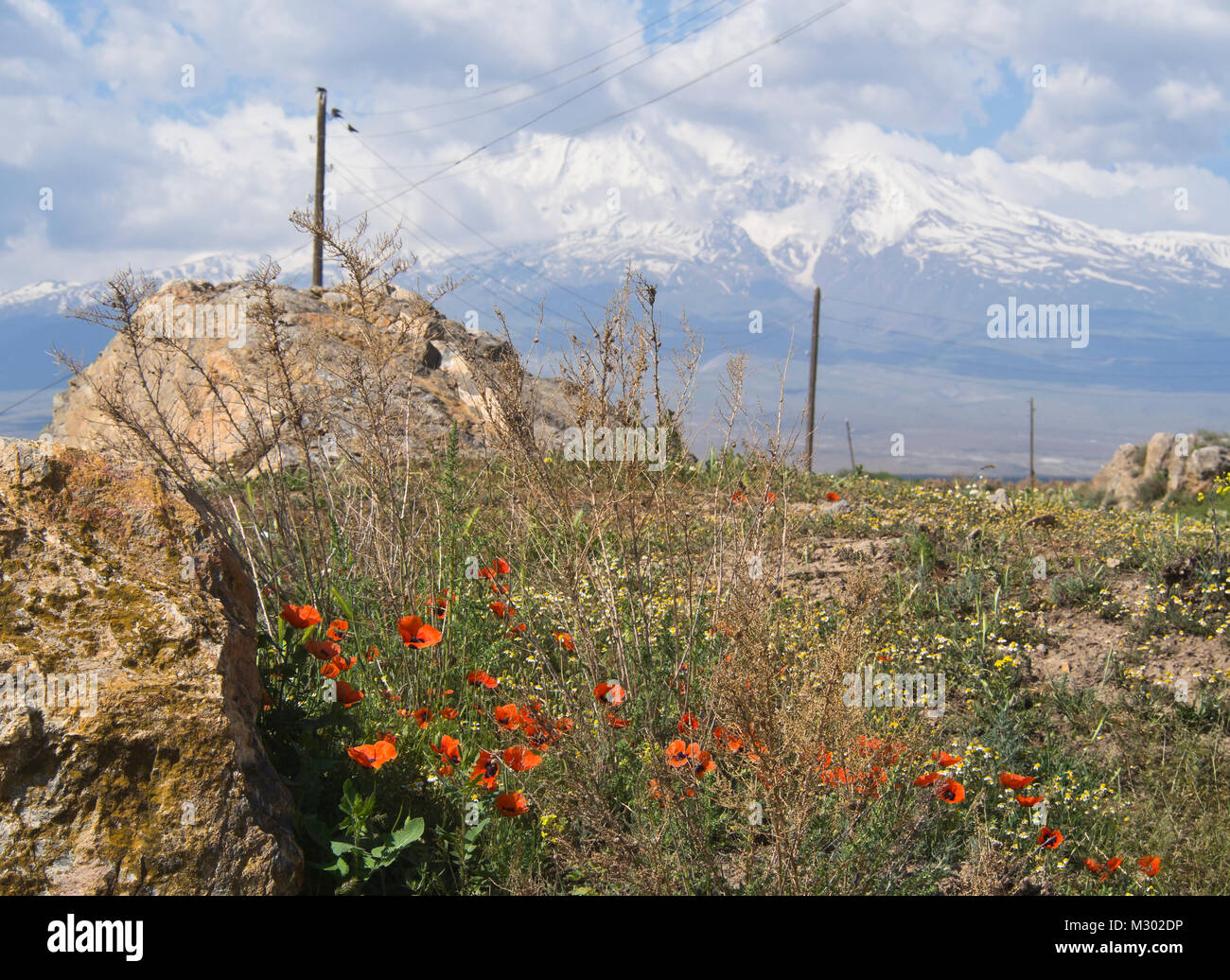 Poppy field and slopes in the Armenian countryside near the Turkish ...