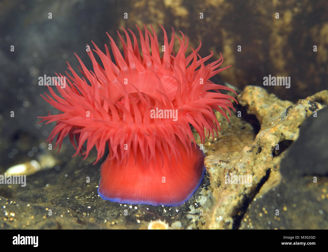 Beadlet Anemone - Actinia equina, Mediterraean sea, Croatia. Underwater ...