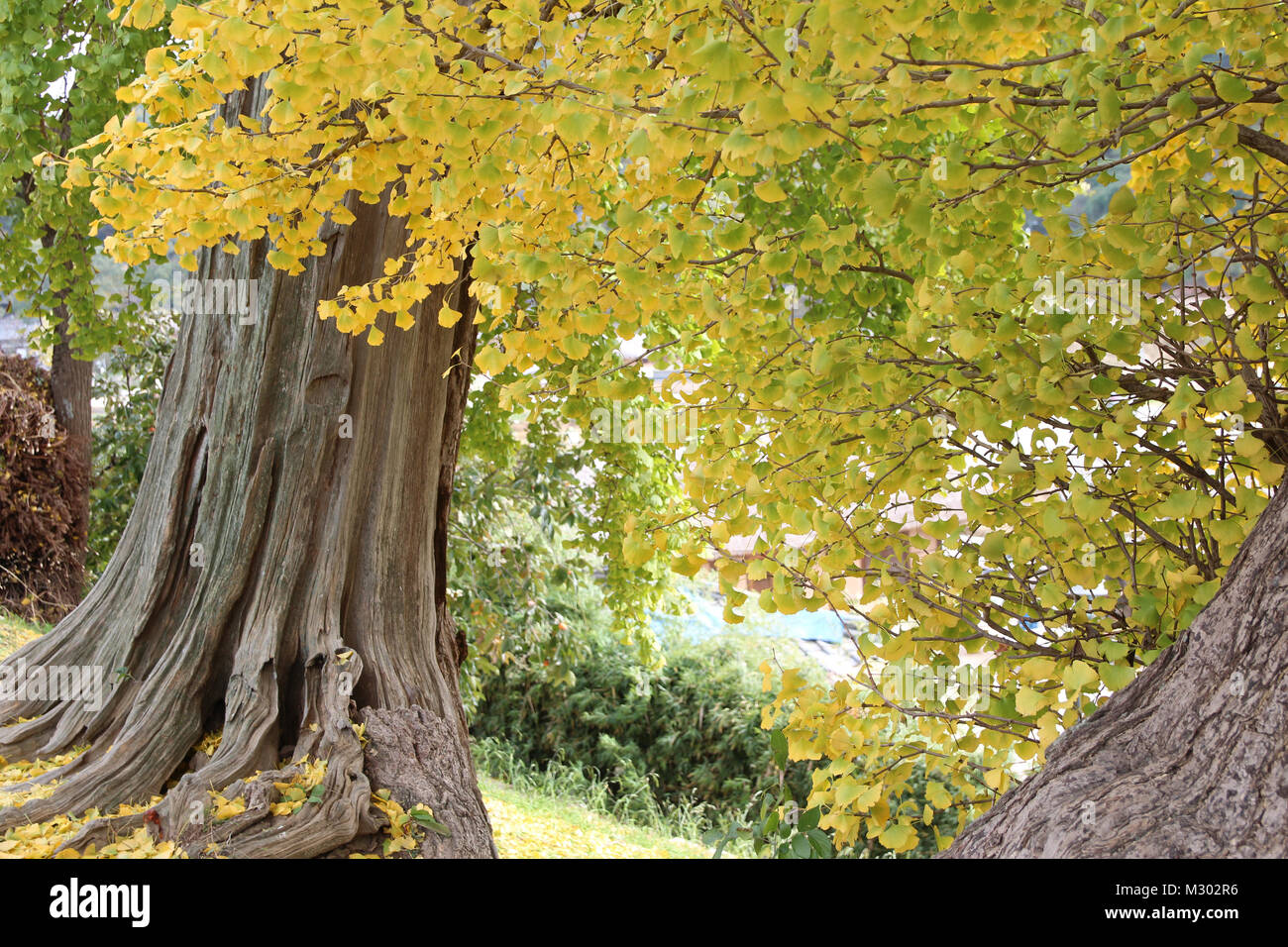 Old Ginkgo trees and yellow leaves in autumn, South Korea Stock Photo ...
