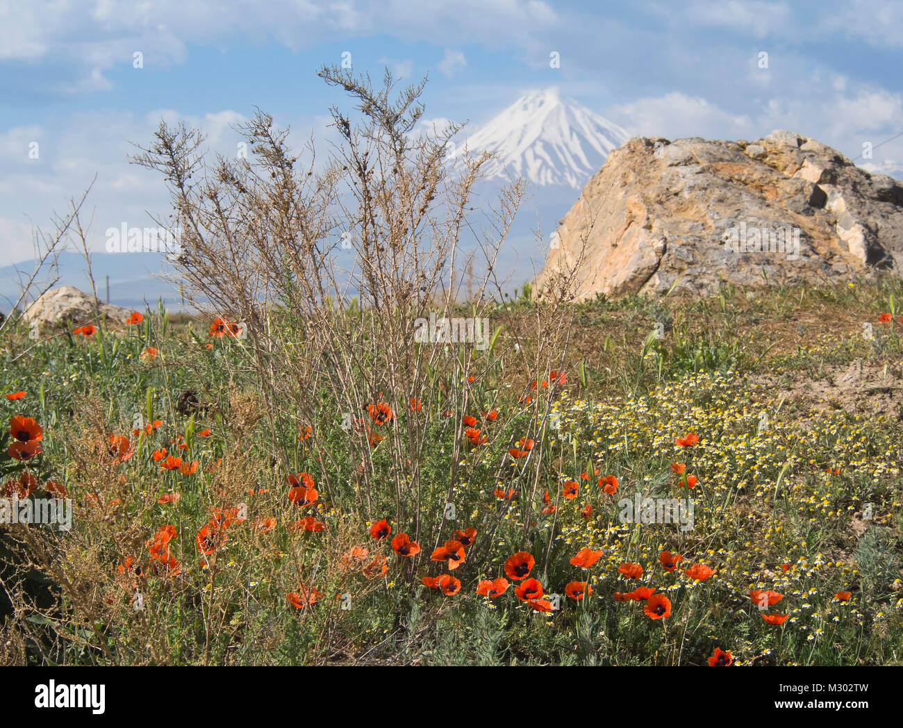 Poppy field and slopes in the Armenian countryside near the Turkish ...