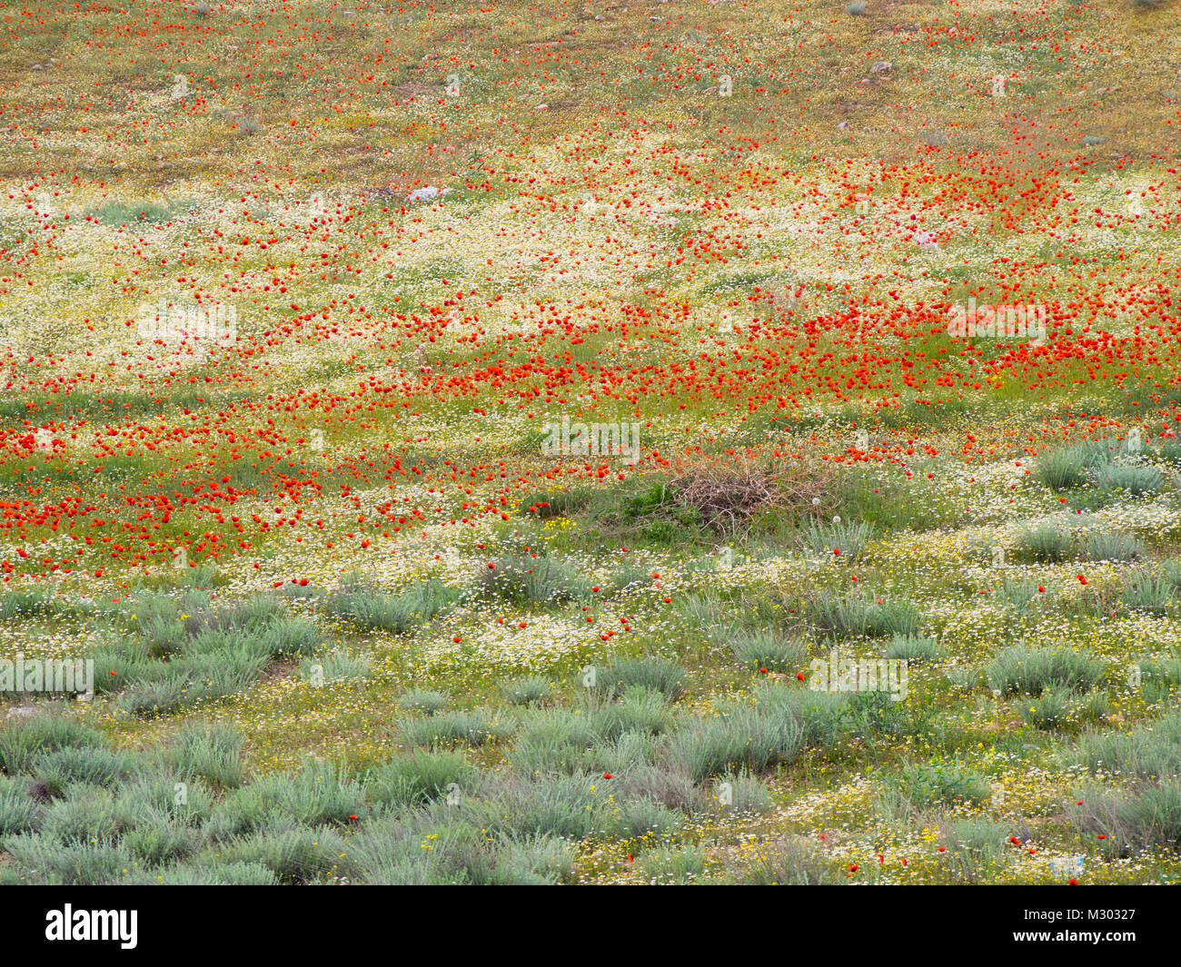 Springtime in the southern Armenian mountains near the Turkish border ...