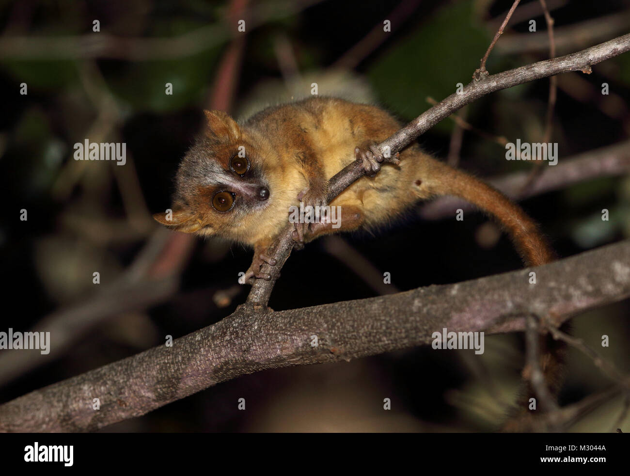 Golden-brown Mouse Lemur (Microcebus ravelobensis) adult on branch at ...