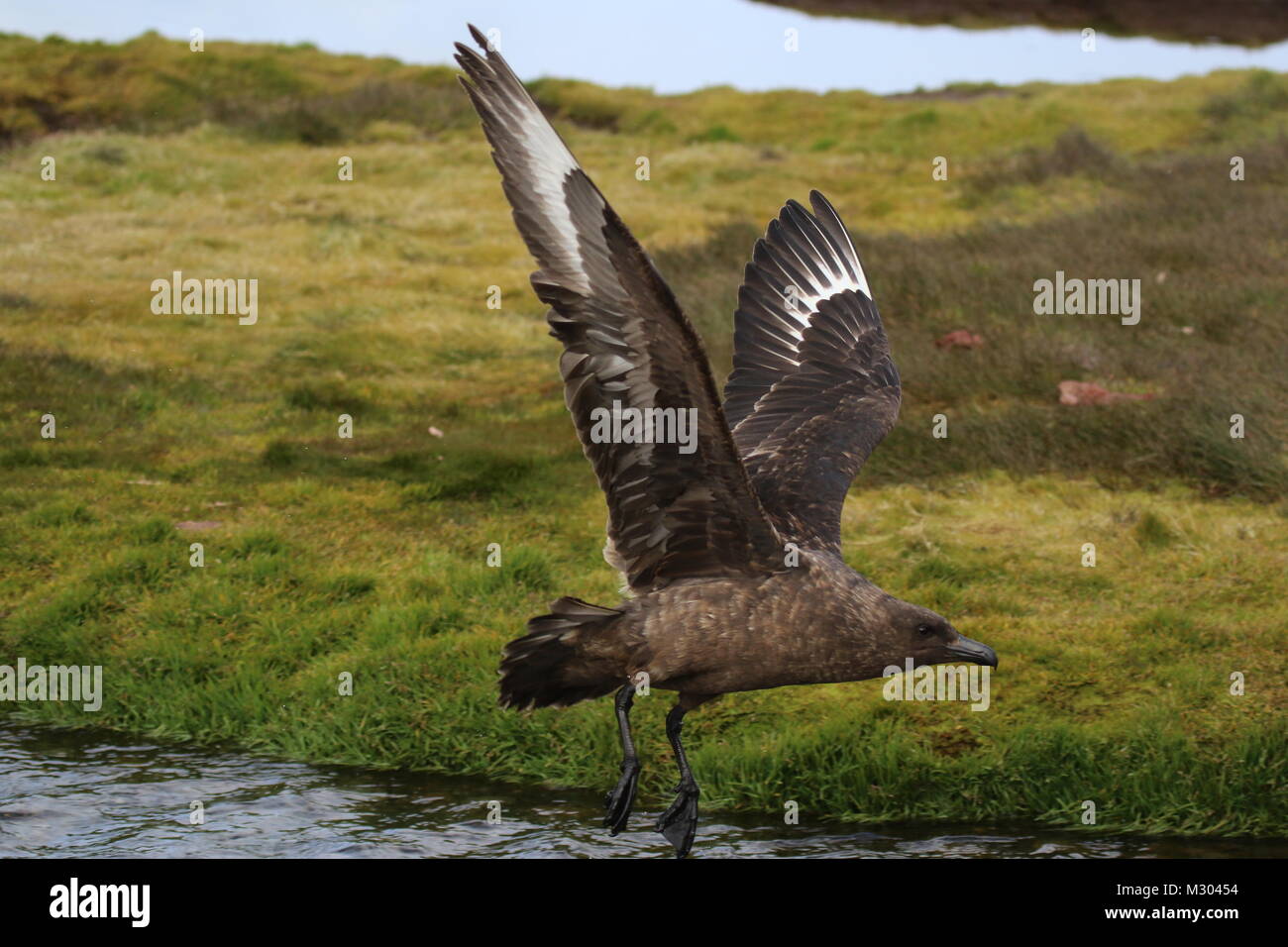 South Georgia birds Stock Photo - Alamy