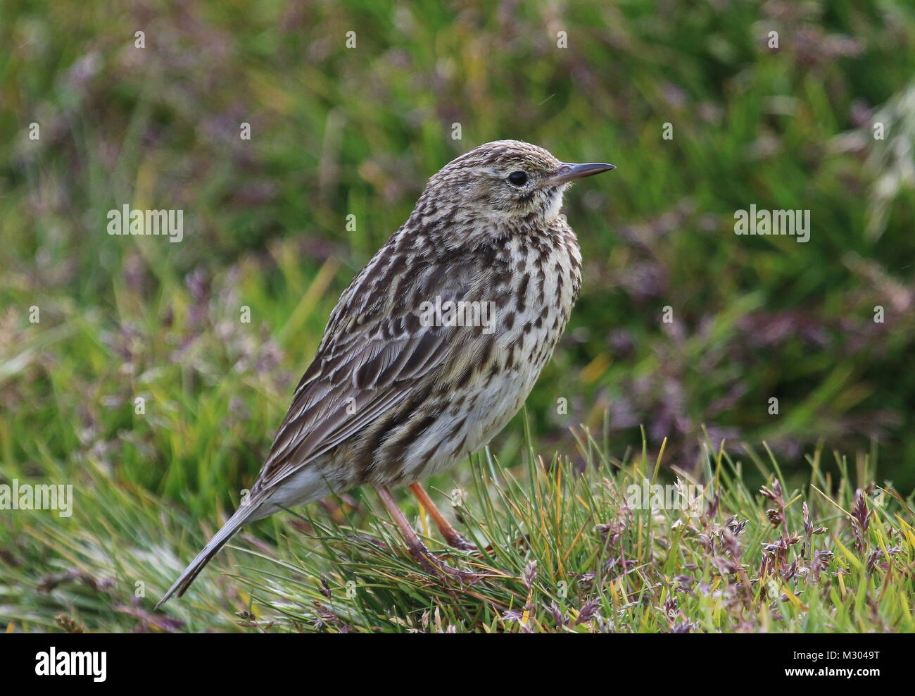 South Georgia birds Stock Photo - Alamy