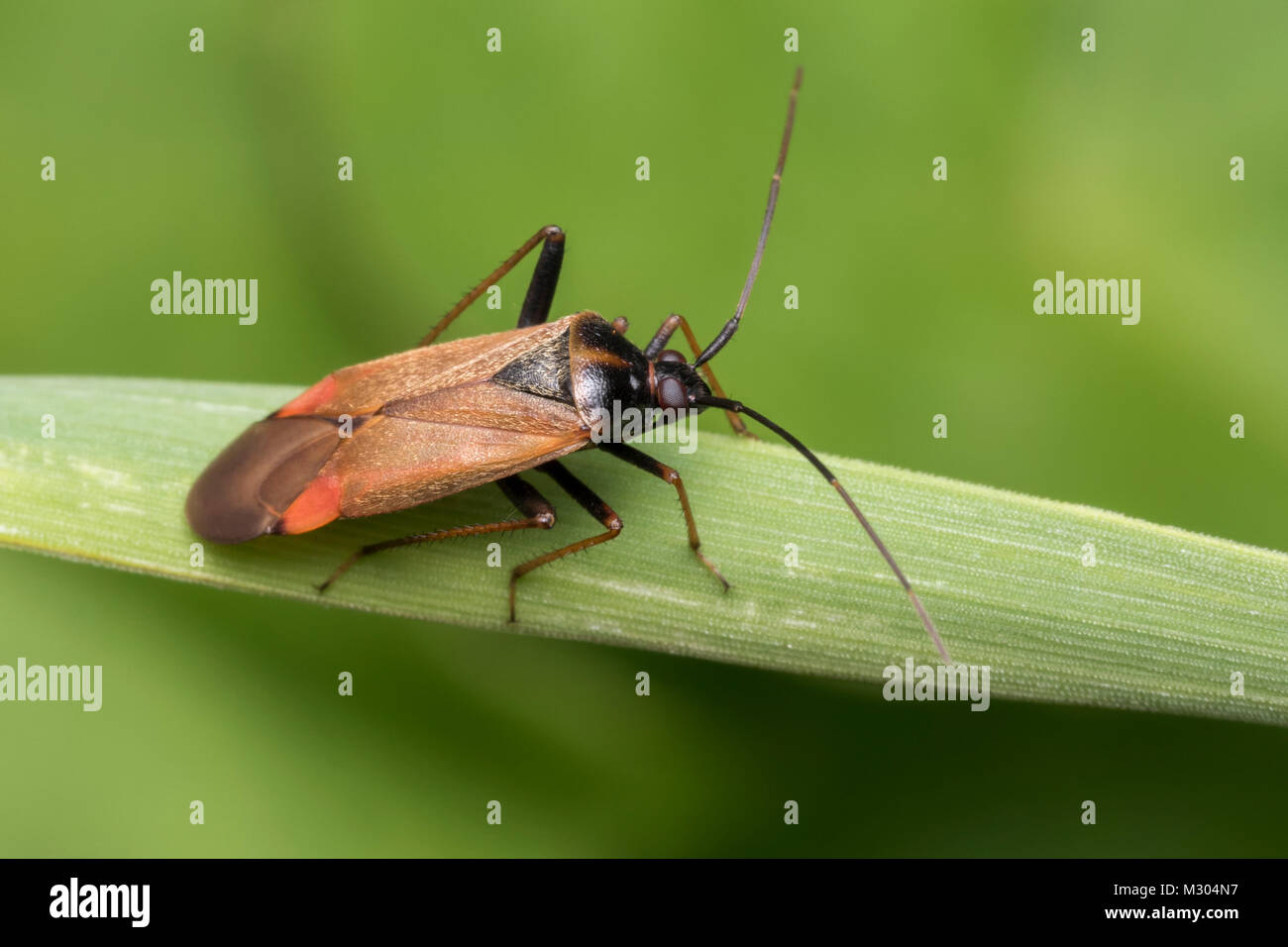 Mirid bug hi-res stock photography and images - Alamy