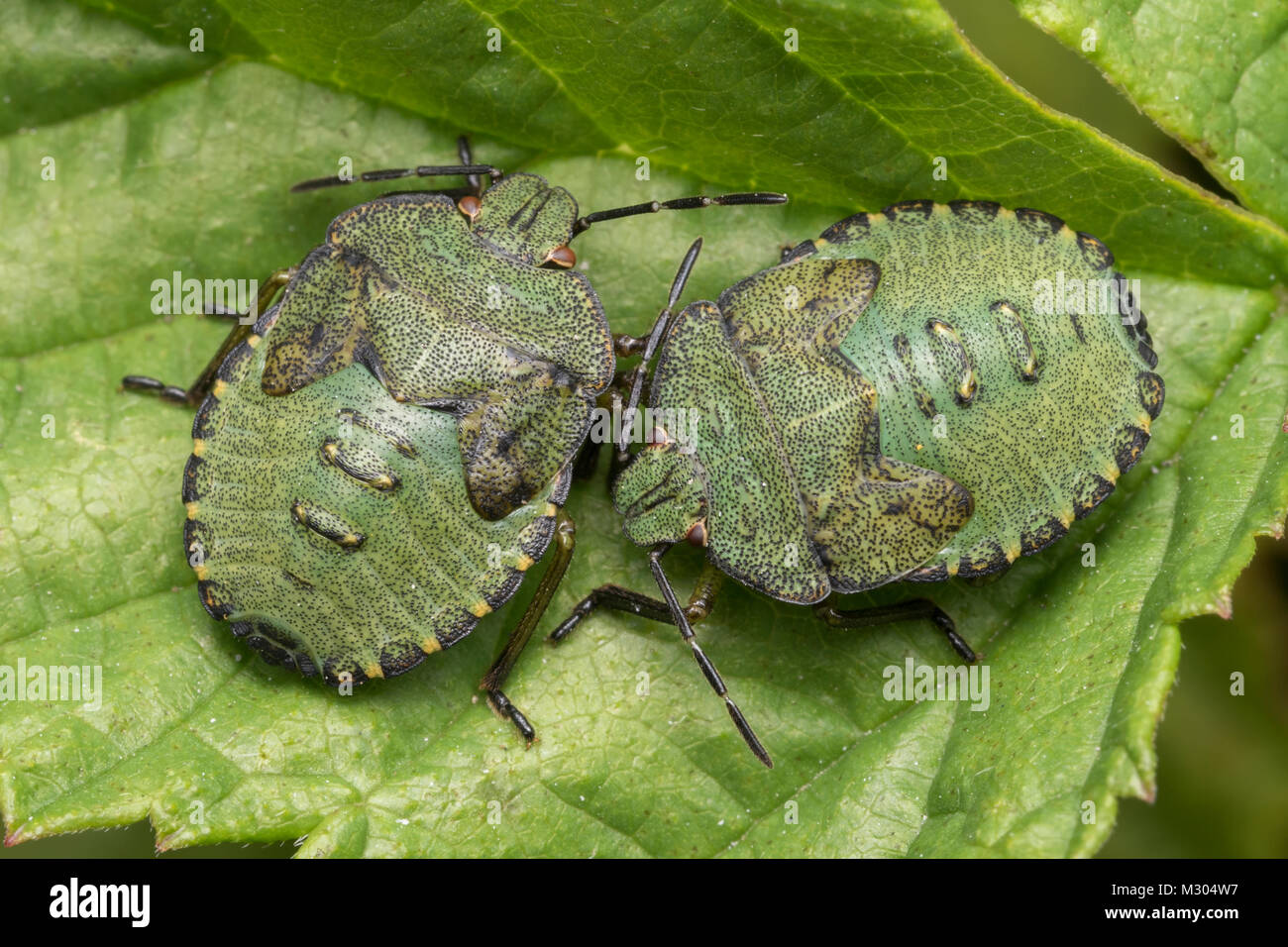 Two Green Shieldbug nymphs (Palomena prasina) together on a bramble ...