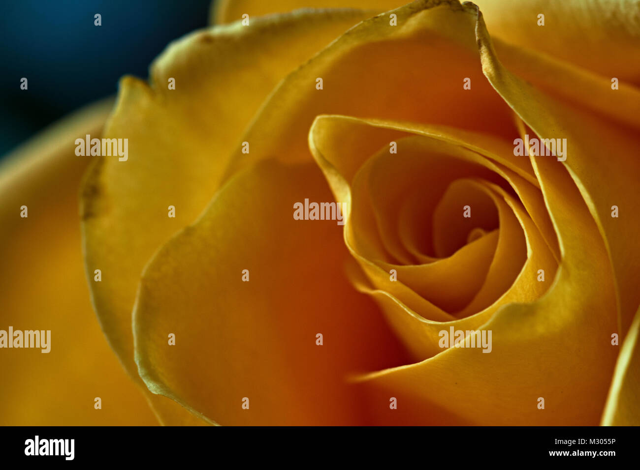 Yellow rose blue background hi-res stock photography and images - Alamy