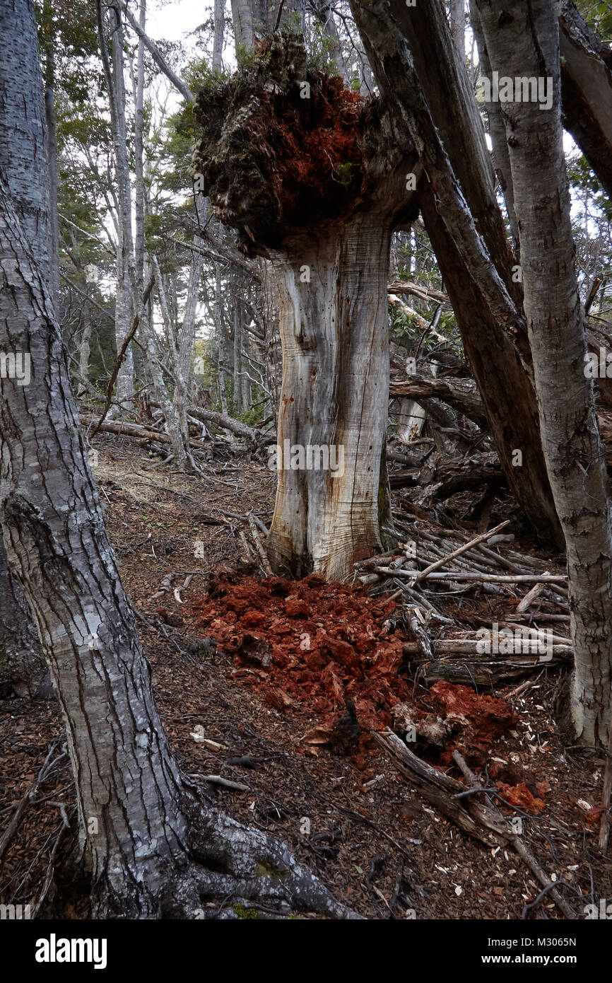 Totten wood hi-res stock photography and images - Alamy