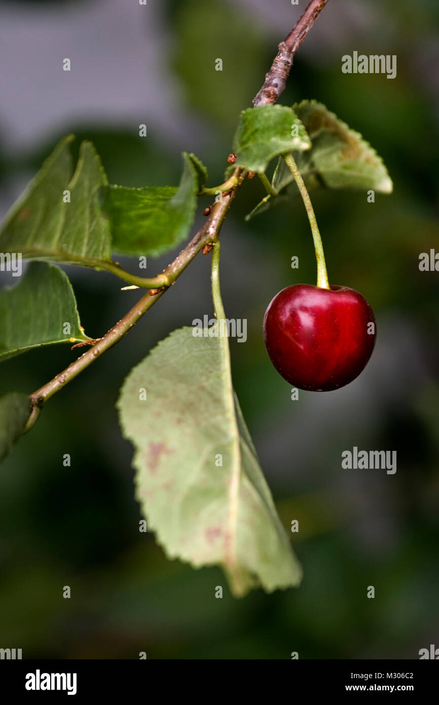 Steinfrucht hi-res stock photography and images - Alamy