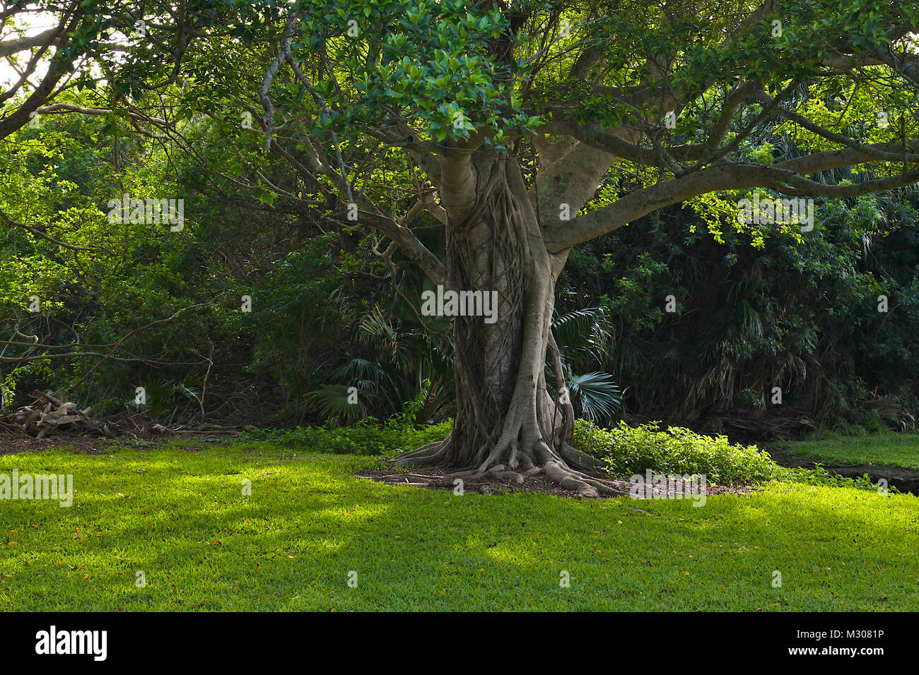 Arbol grande hi-res stock photography and images - Alamy