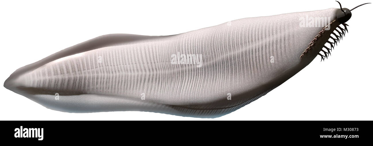 Pikaia illustration hi-res stock photography and images - Alamy