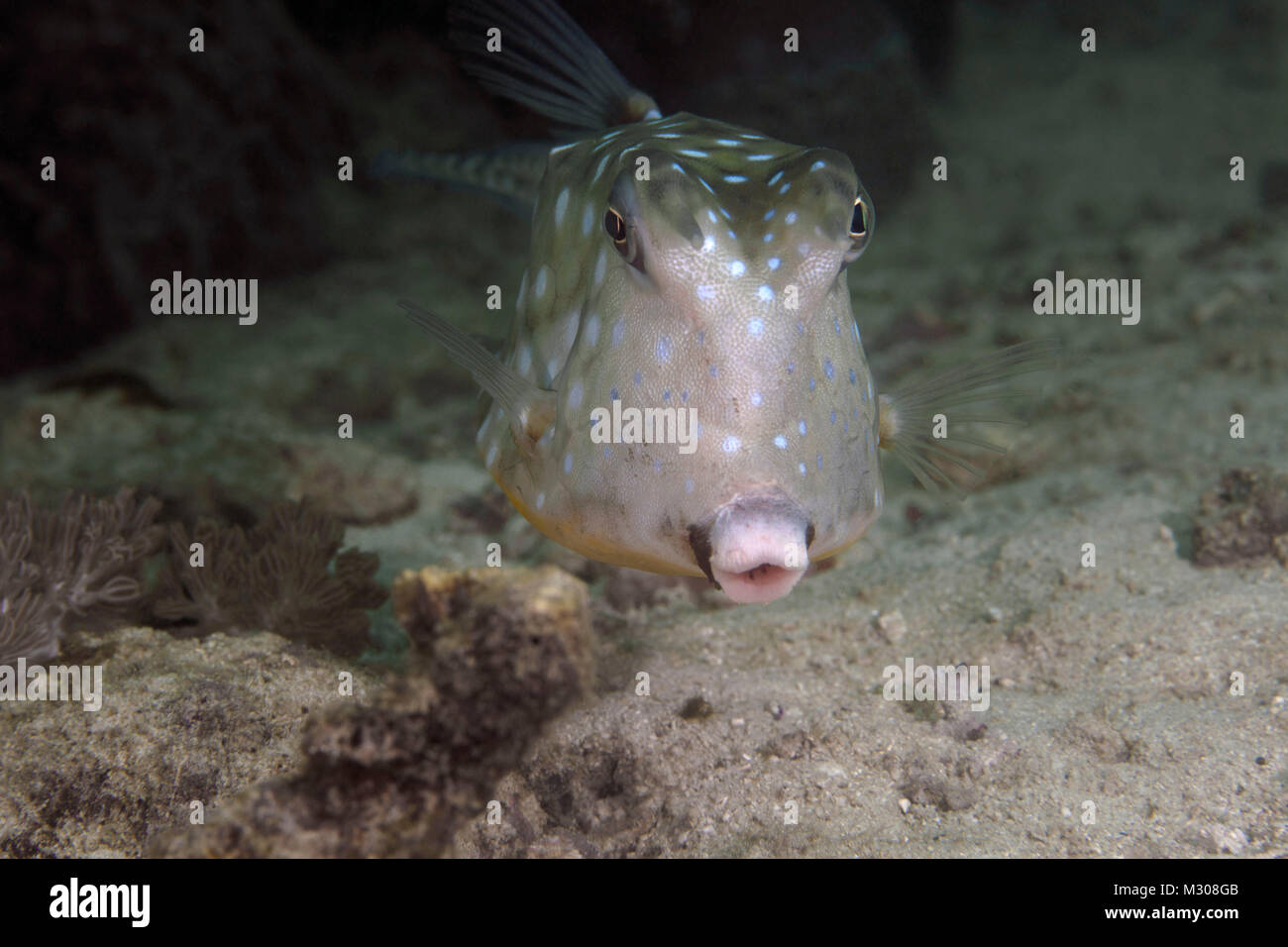 Longhorn cowfish also called the horned boxfish, blenny fish, jawfish ...