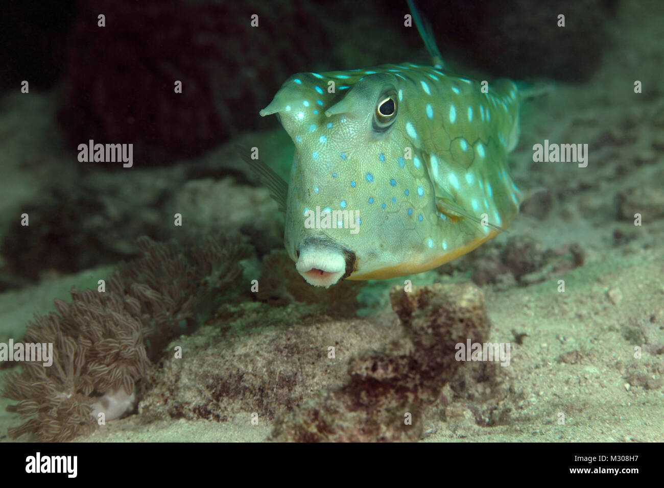 Longhorn cowfish also called the horned boxfish, blenny fish, jawfish ...