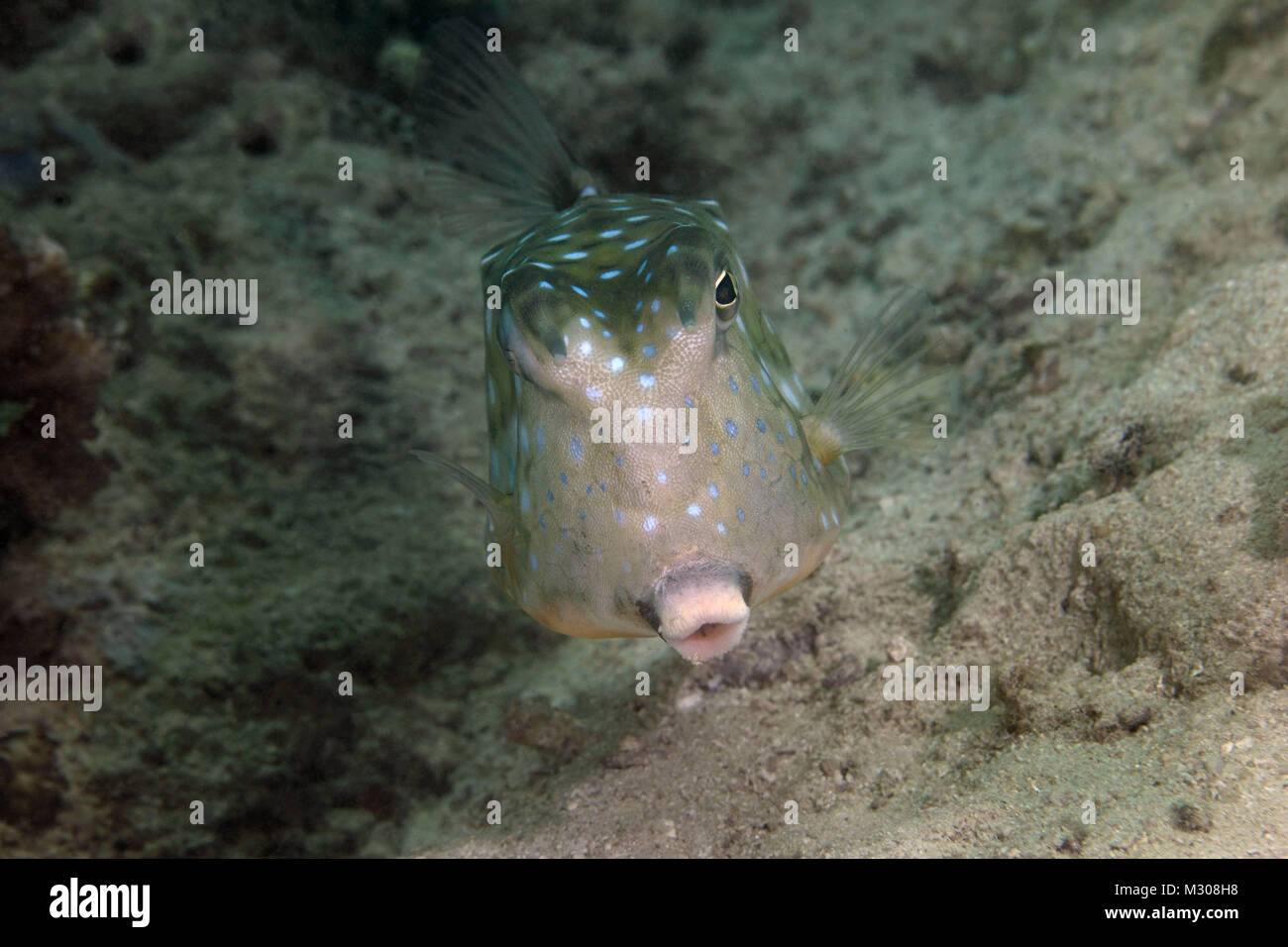 Longhorn cowfish also called the horned boxfish, blenny fish, jawfish ...