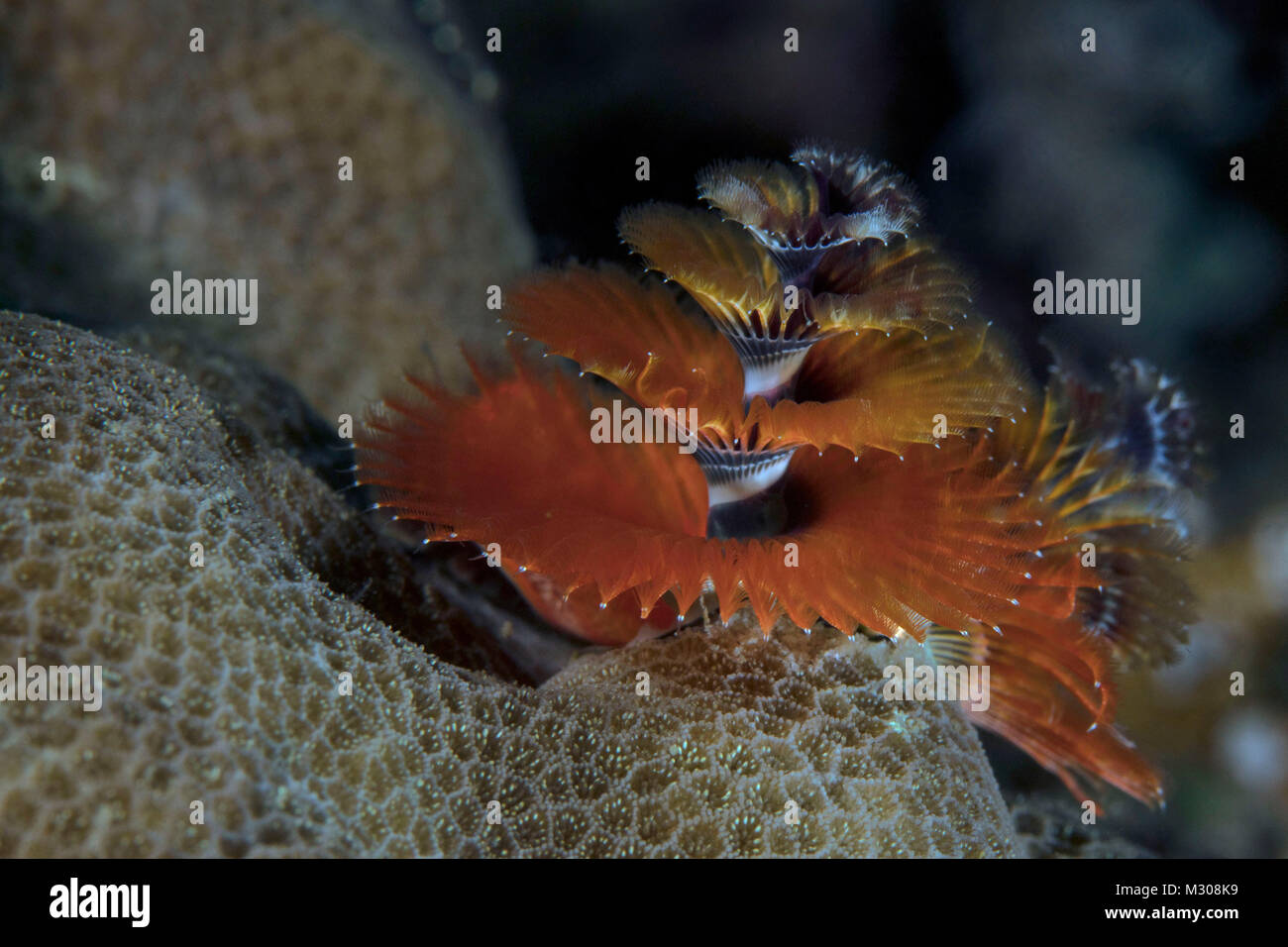 Cristmas tree worm hi-res stock photography and images - Alamy