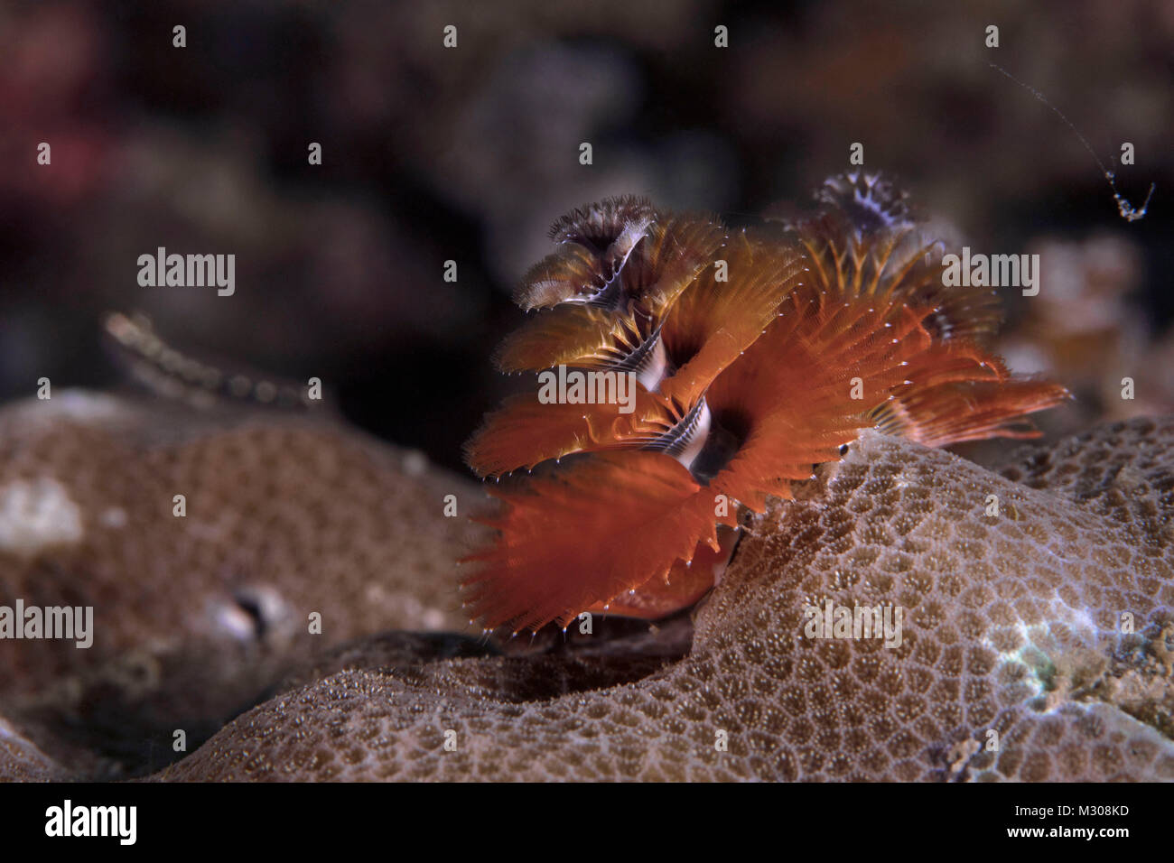 Cristmas tree worm (Spirobranchus ) Puerto Galera, Philippines Stock ...
