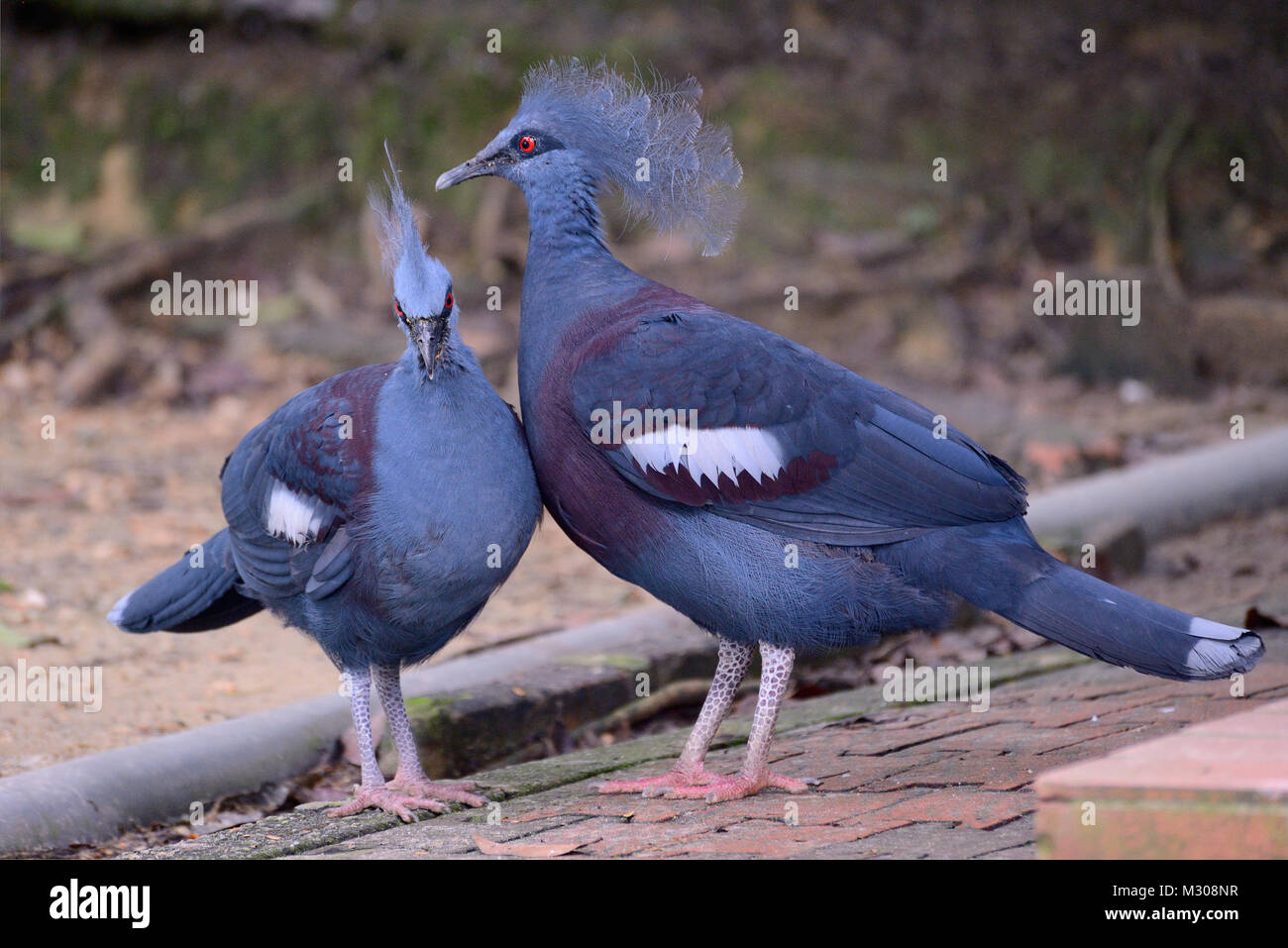 Pair of western&victorian crowned-pigeons in the aviary zoo Stock Photo ...