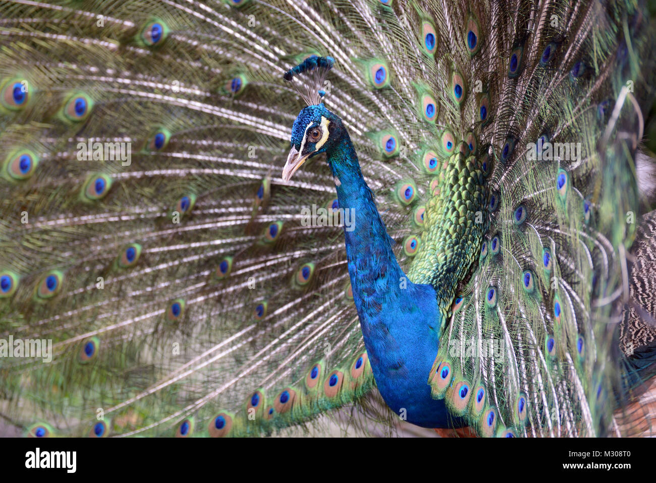Indian Peafowl with open tail, side view close-up Stock Photo - Alamy
