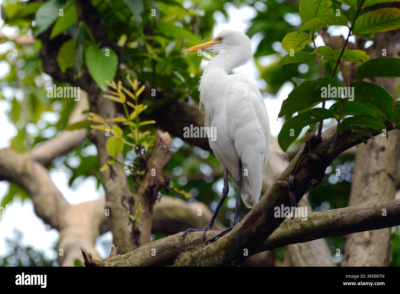 Young cattle egret hi-res stock photography and images - Alamy