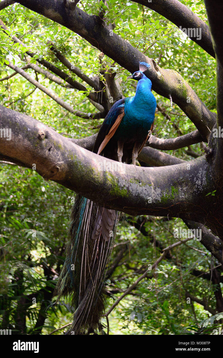 Peacock on tree branch hi-res stock photography and images - Alamy