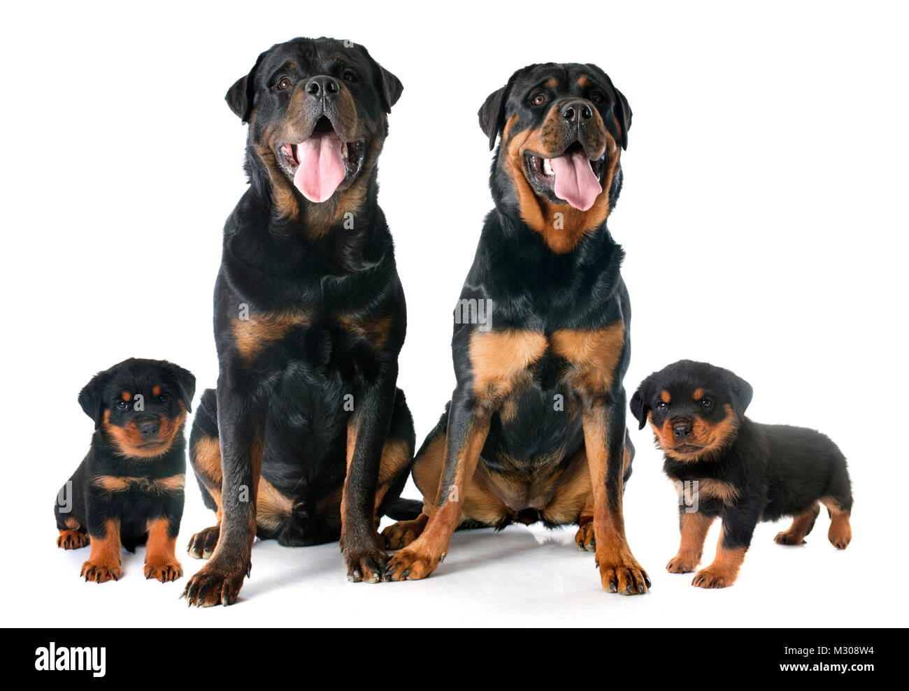 Purebred Rottweiler