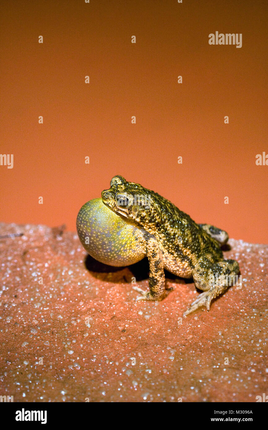 Suriname, Brownsweg, Brownsberg National Park. Toad croaking Stock ...