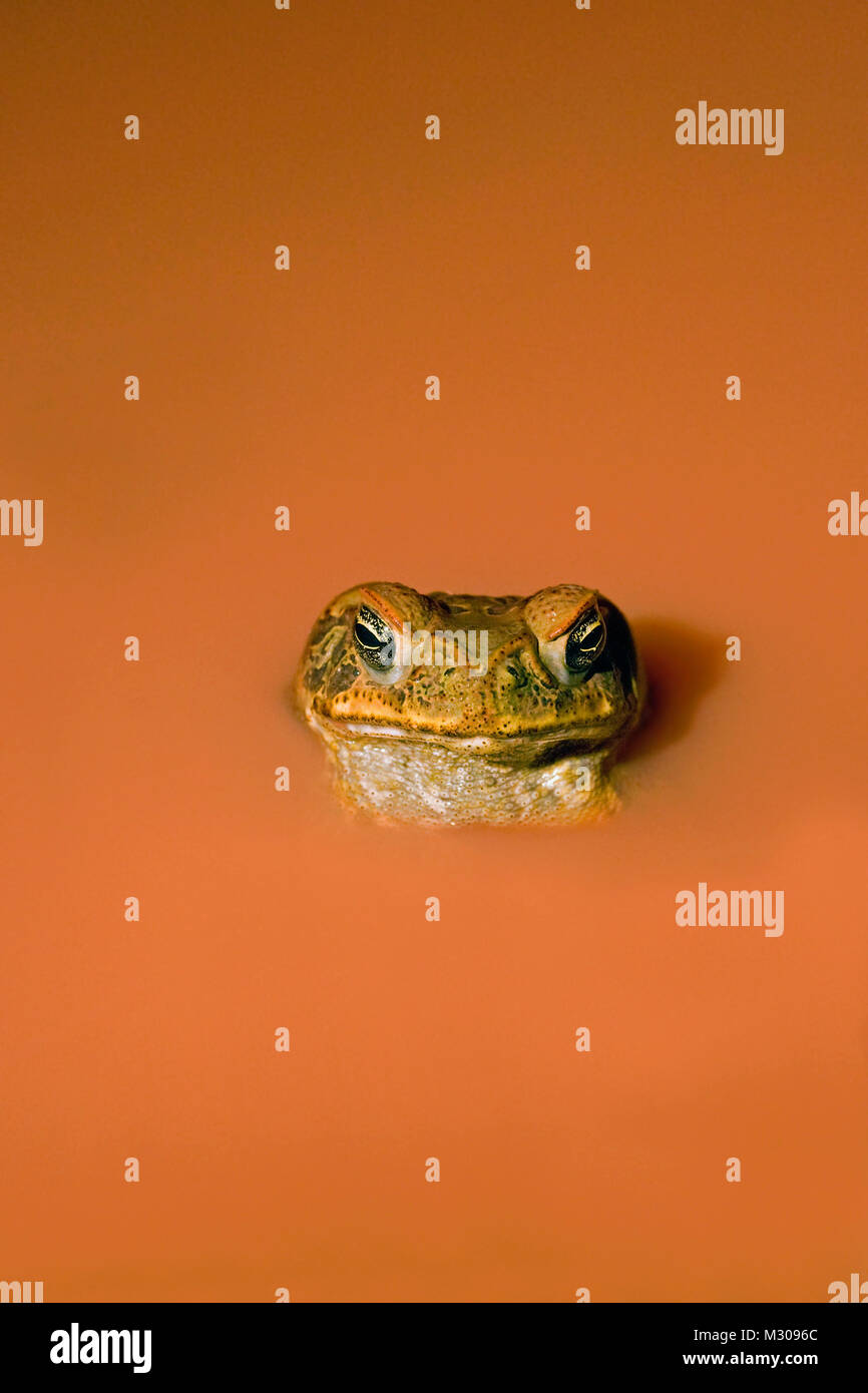 Suriname, Brownsweg, Brownsberg National Park. Cane Toad (Bufo Marinus ...