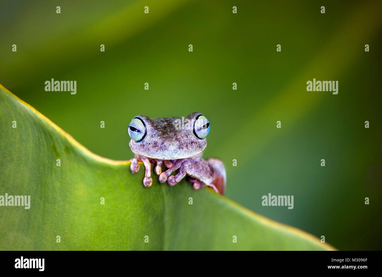 Suriname, Brownsweg, Brownsberg National Park. Orange Legged Tree Frog ...