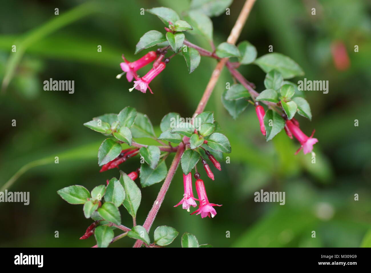 Fuchsia microphylla. Parque Nacional Volcan Poas. Costa Rica, Alajuela ...