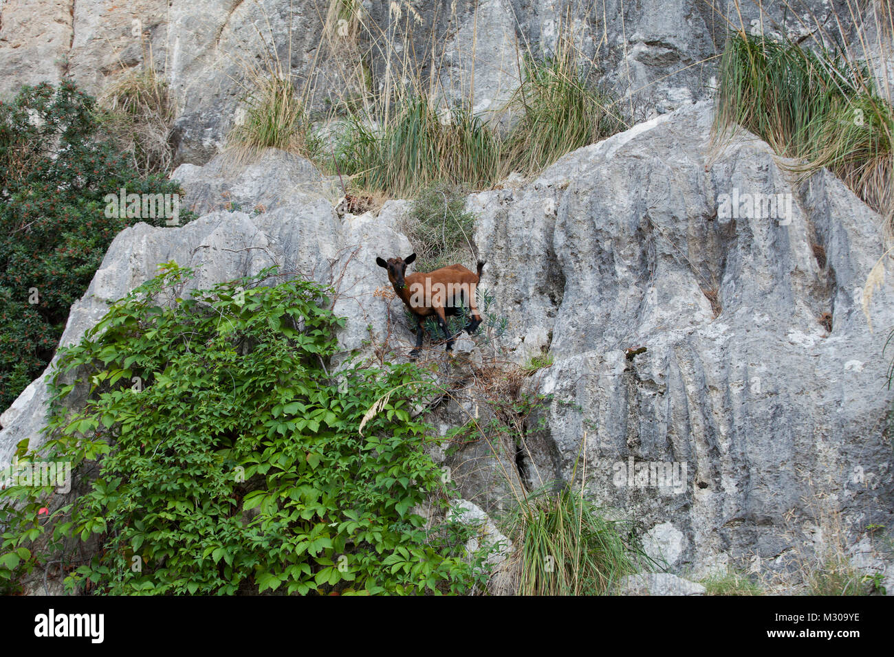 the wild Mallorcan goat in Sa Calobra bay in Majorca Spain Stock Photo ...