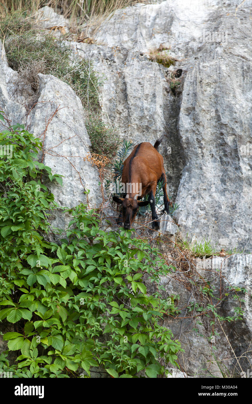the wild Mallorcan goat in Sa Calobra bay in Majorca Spain Stock Photo ...