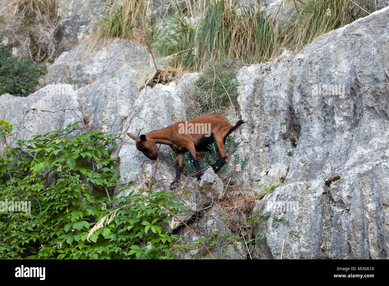 the wild Mallorcan goat in Sa Calobra bay in Majorca Spain Stock Photo ...