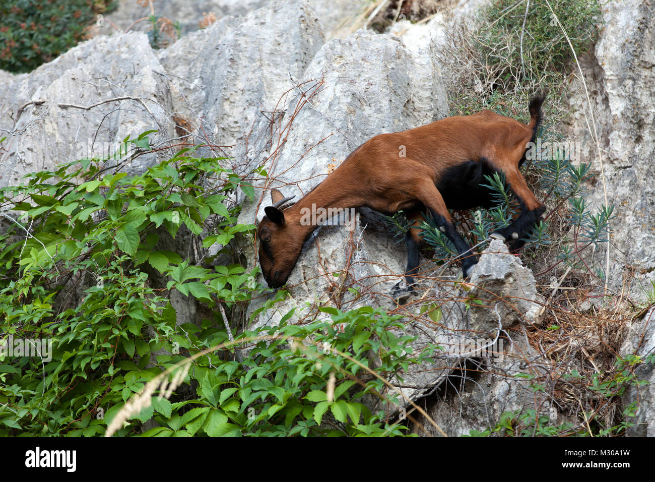 Mallorcan wild goat hi-res stock photography and images - Alamy