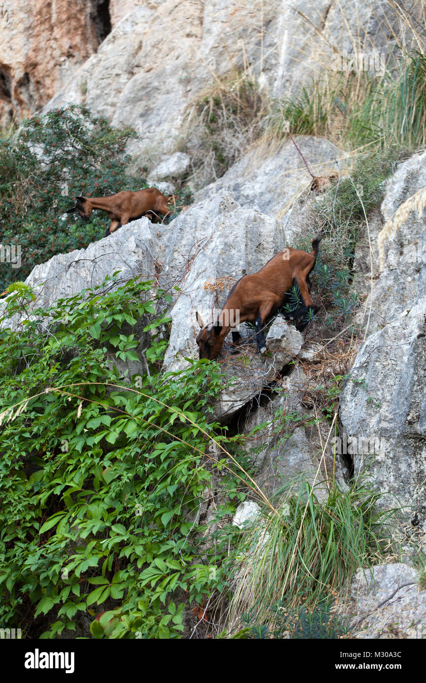 Tramuntana goat hi-res stock photography and images - Alamy