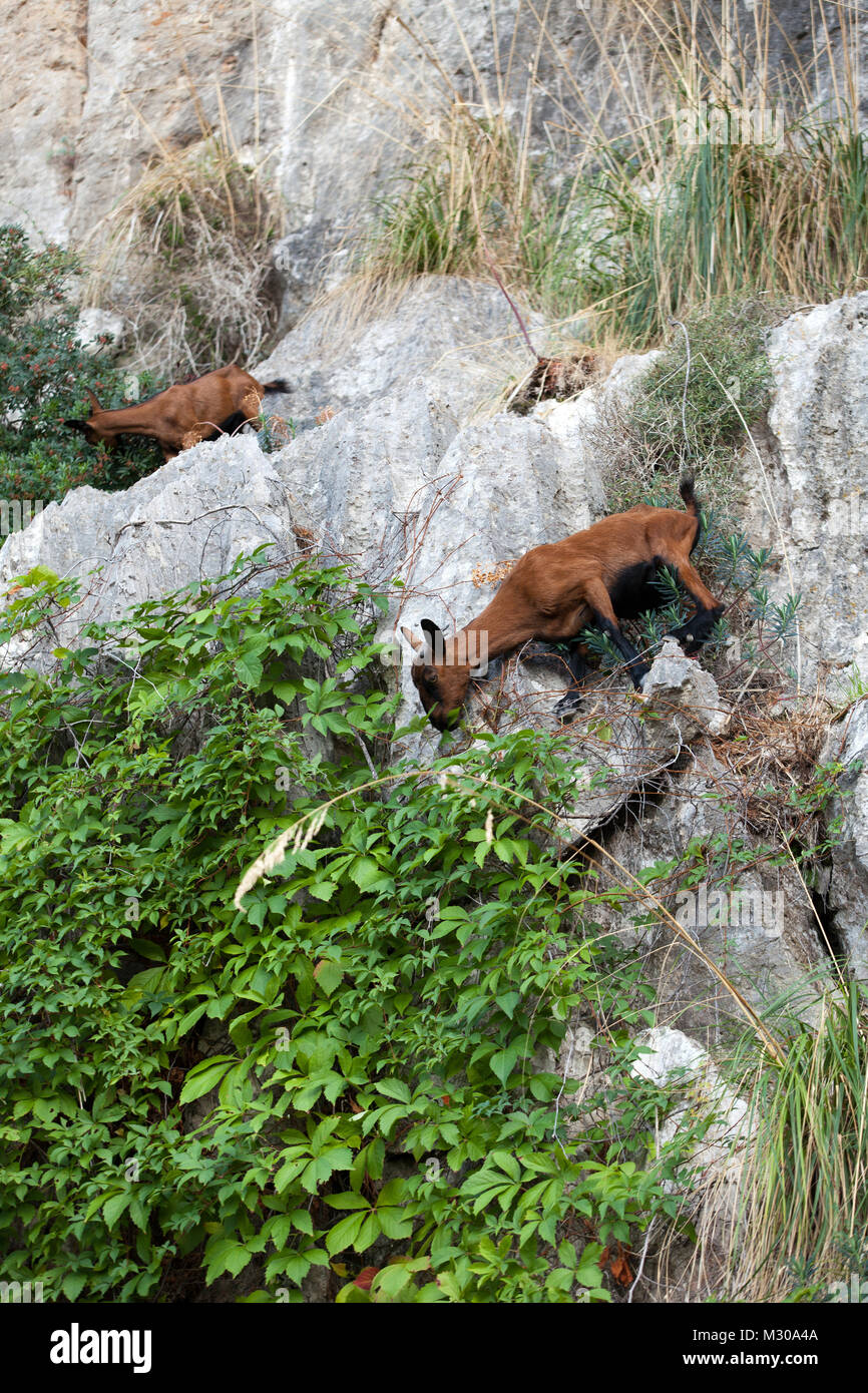 Mallorcan wild goat hi-res stock photography and images - Alamy