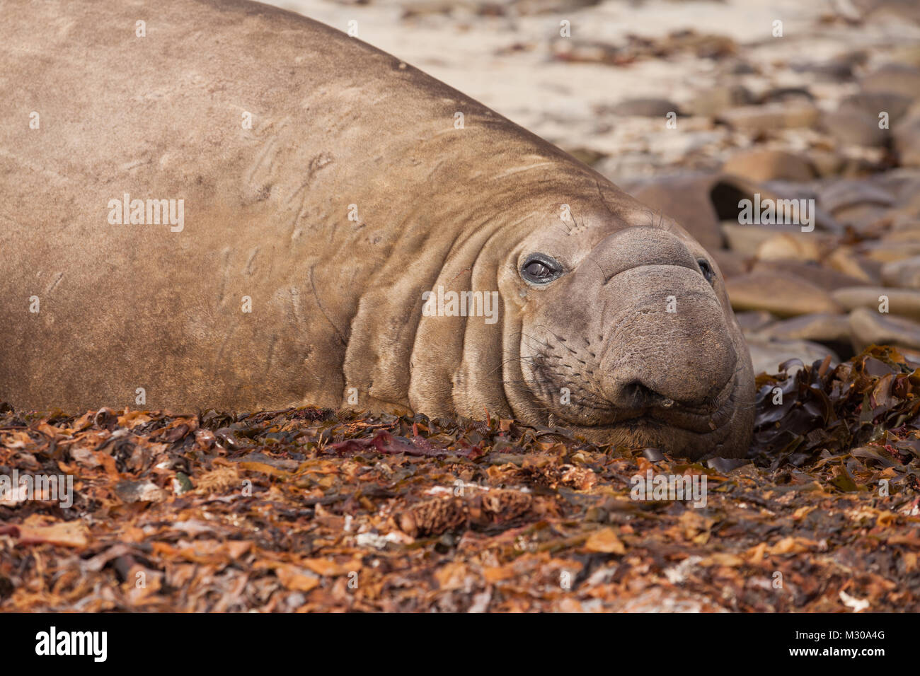 Southern Elephant seal (bull) relaxing on the beach in the Falkland ...