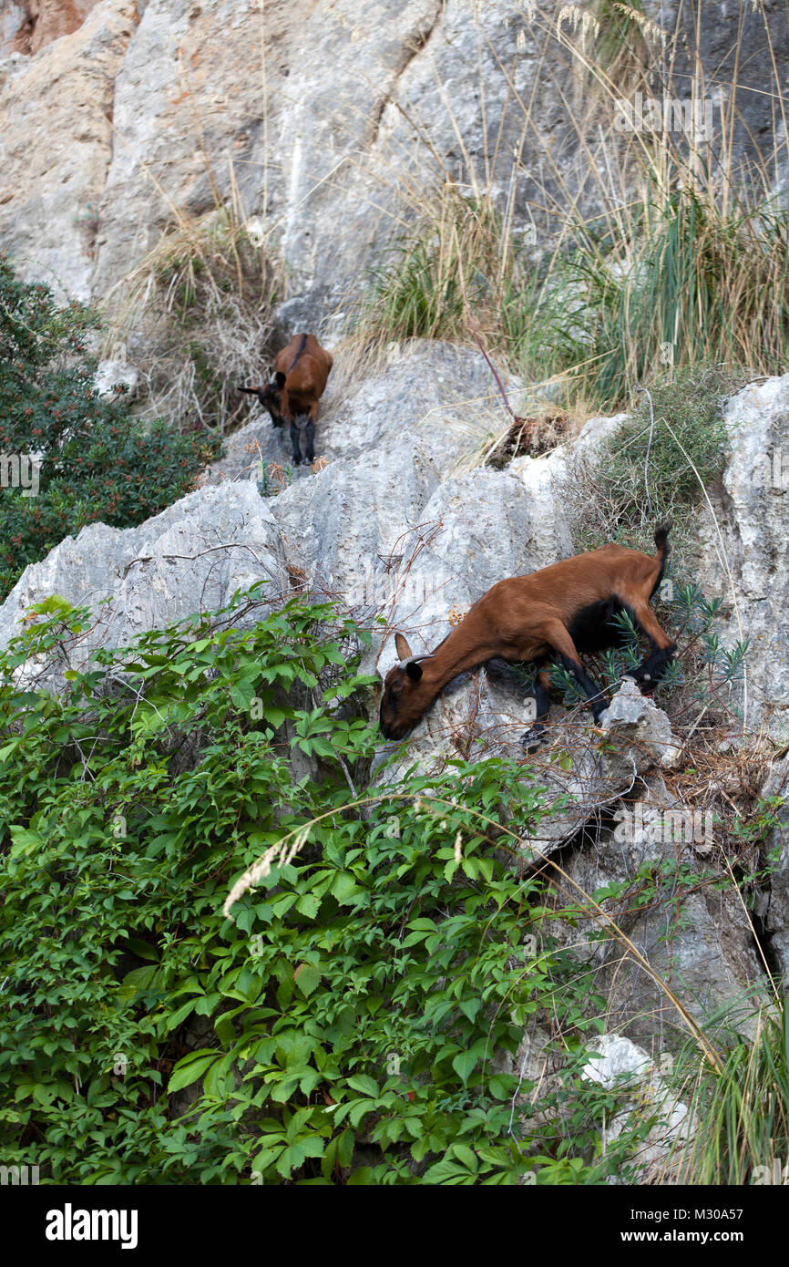 the wild Mallorcan goat in Sa Calobra bay in Majorca Spain Stock Photo ...