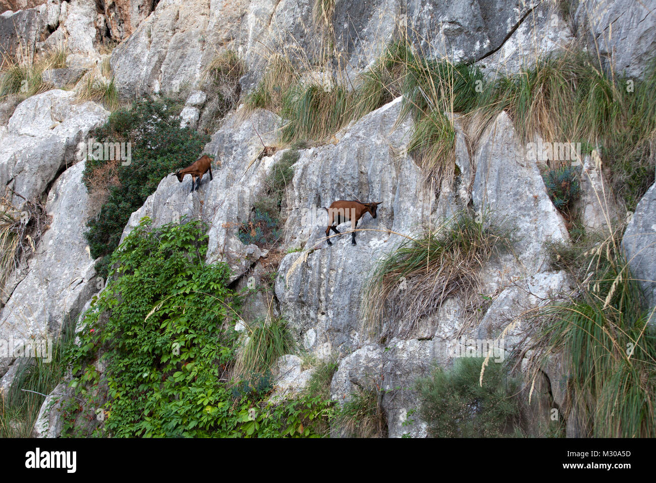 the wild Mallorcan goat in Sa Calobra bay in Majorca Spain Stock Photo ...