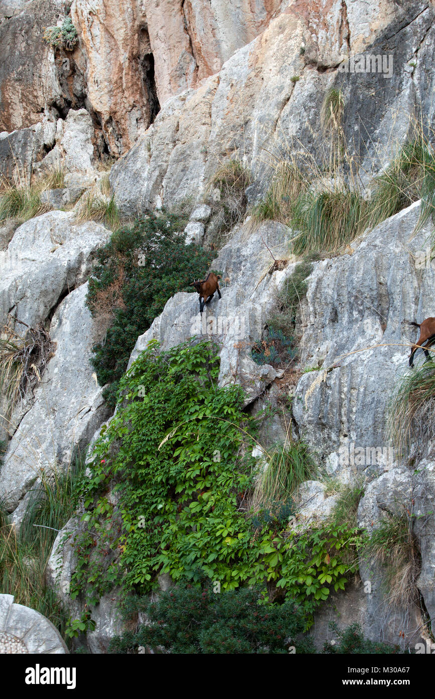 the wild Mallorcan goat in Sa Calobra bay in Majorca Spain Stock Photo ...